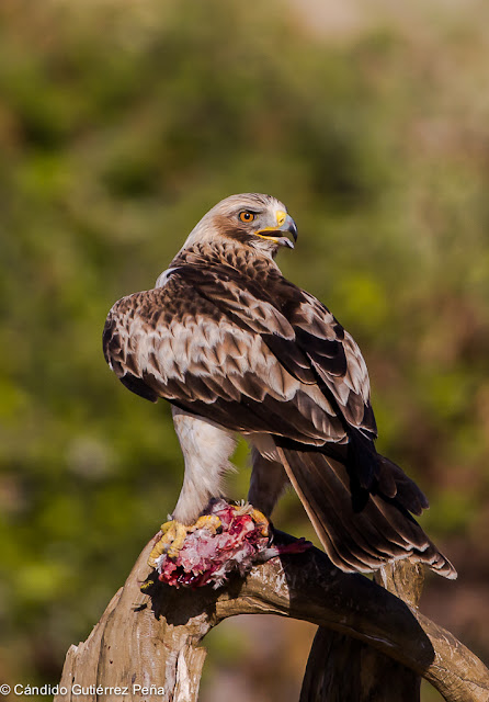 AGUILILLA CALZADA - Hieraatus Pennatus | Observatorio de la Naturaleza