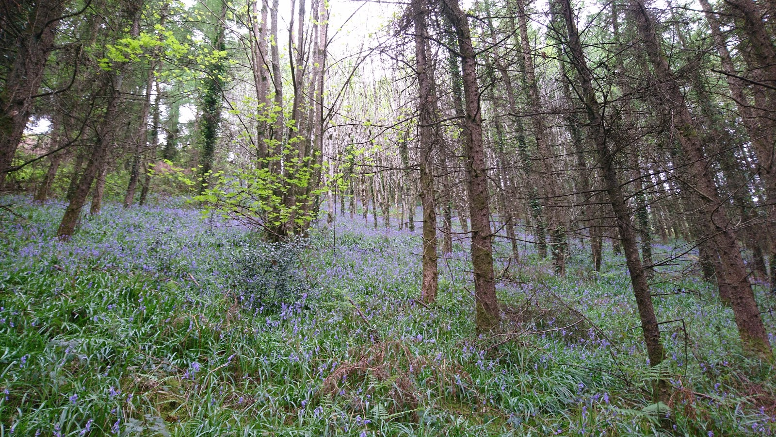 The magical Faithlegg Salt marsh walk - Tides & Tales