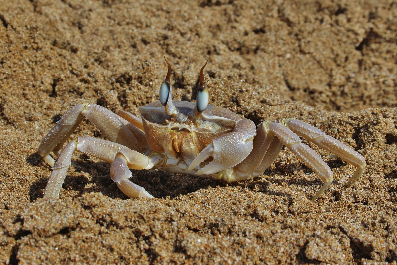 Biodiversity of Cyprus by NGO Protection of the Natural Heritage and ...