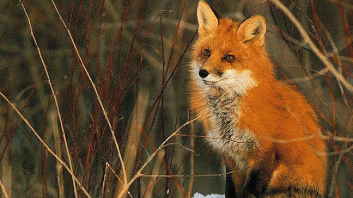 ANIMALE: August 2013