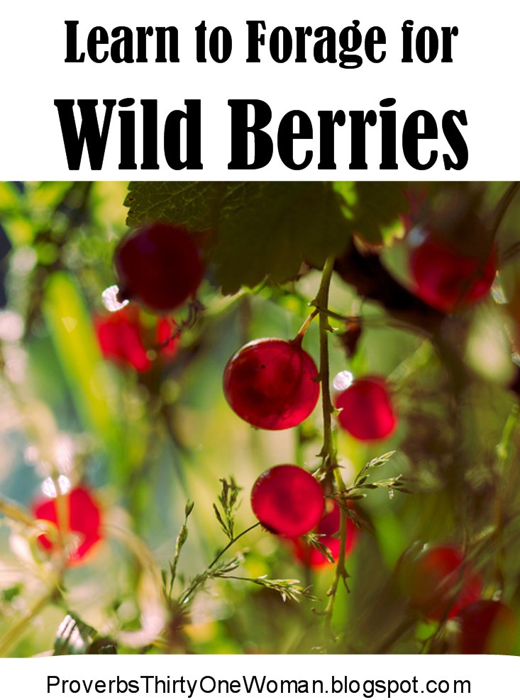 Foraging for Wild Berries - Proverbs 31 Homestead