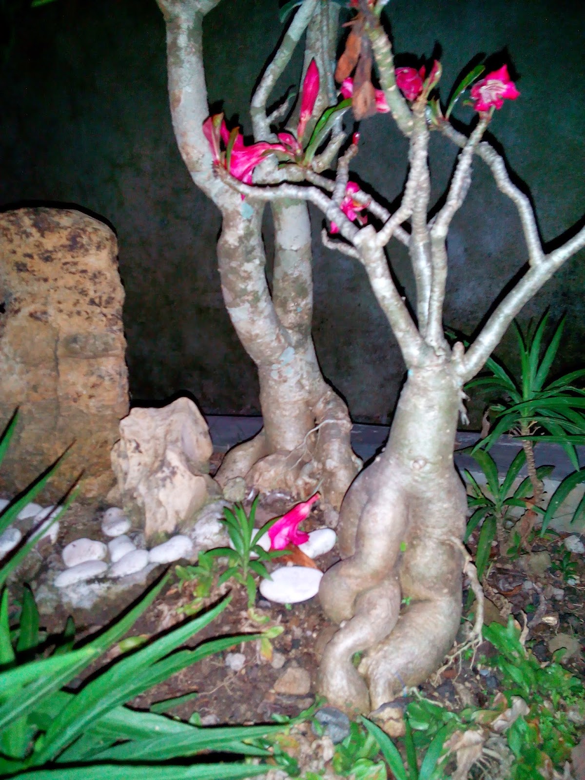 Structure And Function Of Plant Root Education Articles