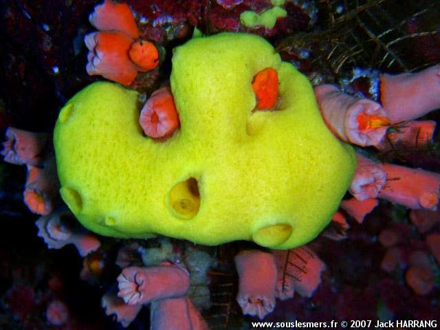 Mundo animal: Esponjas