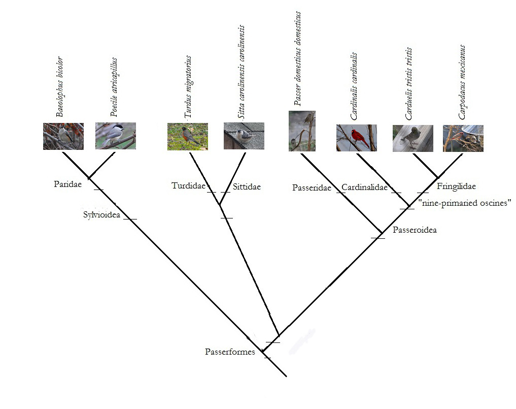 Superoceras: Virtual Birding Roundup (Part 3)