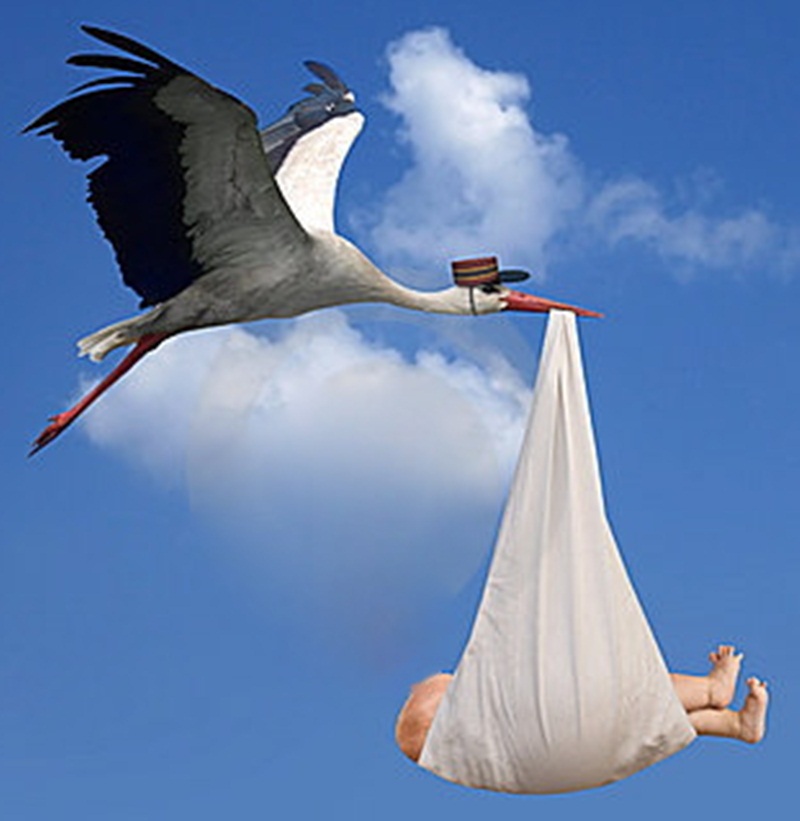 Blog do Prof. Osmar Fernandes: A Cegonha e a Lenda (A Cegonha e a Raposa)