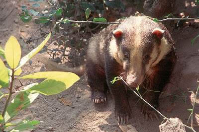 The hog badger - Arctonyx collaris