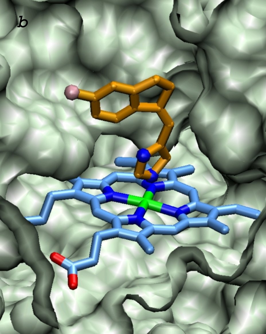 INFORMATION NOW: SELECTION OF PROTEIN CRYSTAL (PDB) STRUCTURE FOR DOCKING