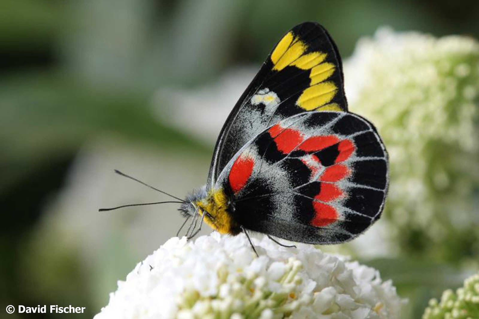 Butterflies of Singapore: Butterflies of Australia