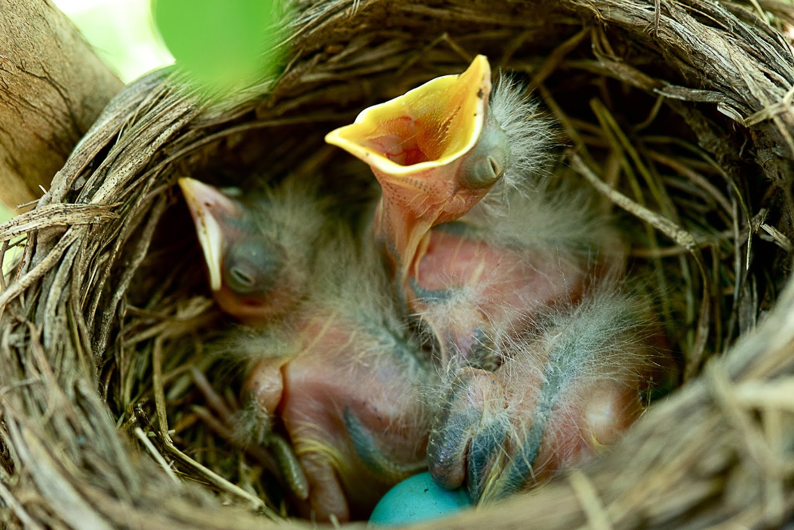 Tips To Raise a Baby Bird On Your Own Naturally - biographypedia