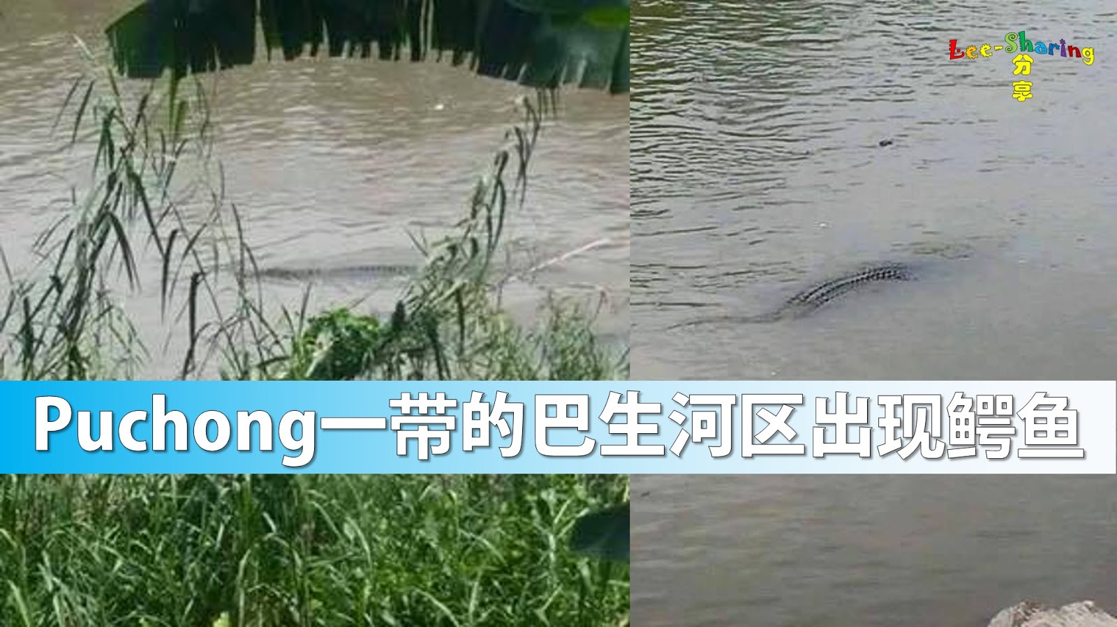 Puchong一带的巴生河区有鳄鱼出没 - Leesharing