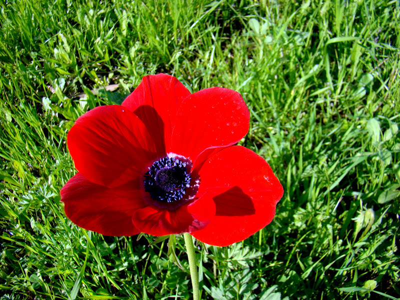 PazzaPazza: KALANIT - ISRAEL'S MOST BELOVED FLOWER