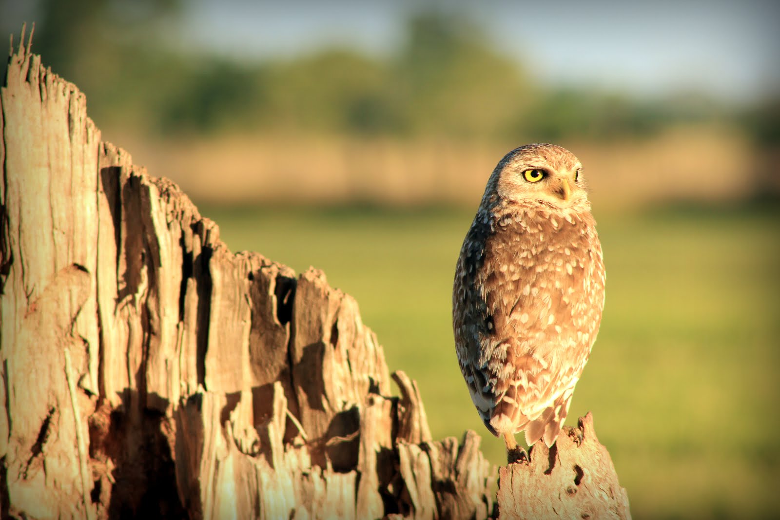 María Isabel Mullen