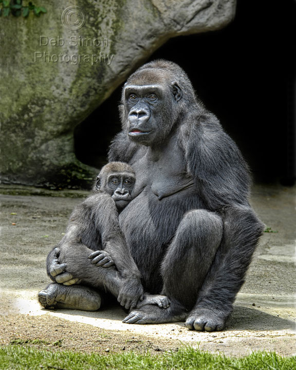 Gorillas: Territorial Behavior