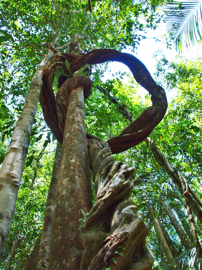 UUM Forest Treasure 1