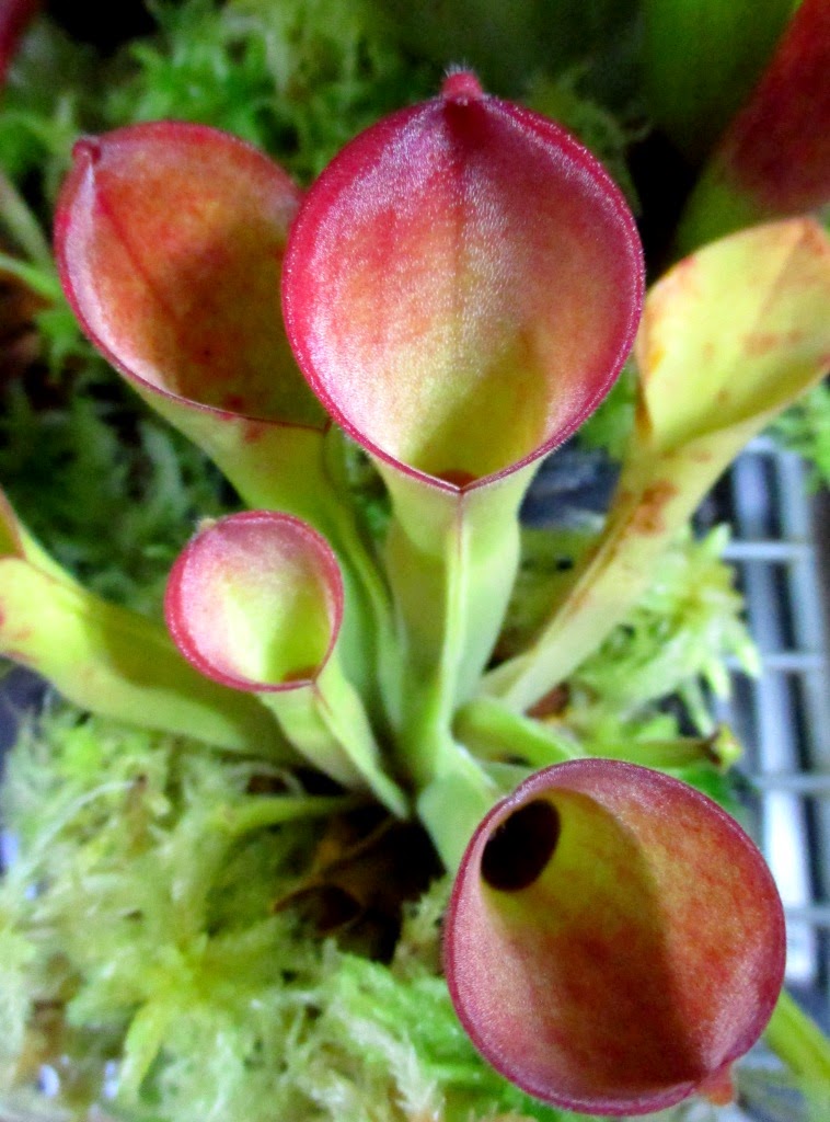 Heliamphora exappendiculata Chimanta Tepui #1