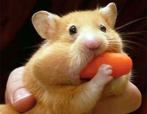 Jag är Obi: hamstrar