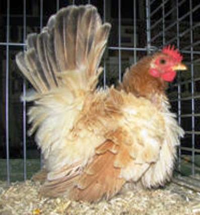 De familie Tok: Op verzoek: meer over kleuren van kippen en hun eieren