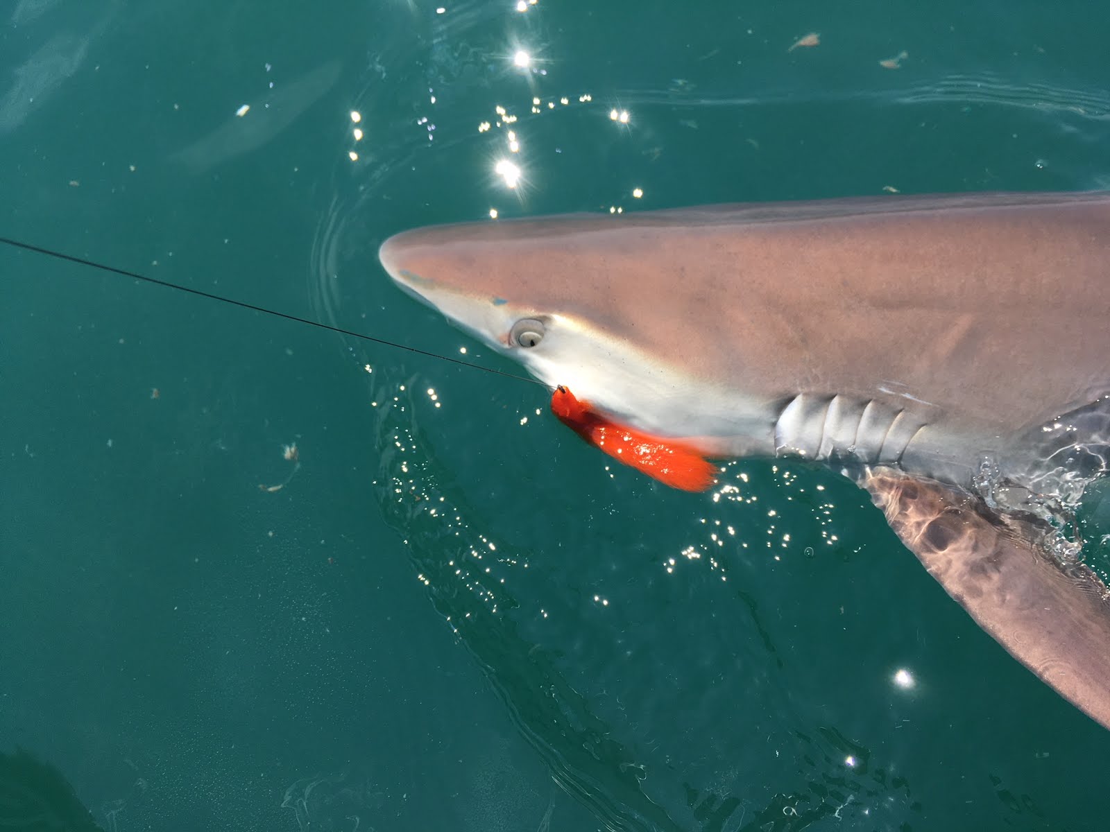 Jersey Cape Guide Service: Sharks on the Fly