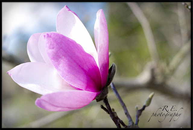 R.E.Photography: New Life