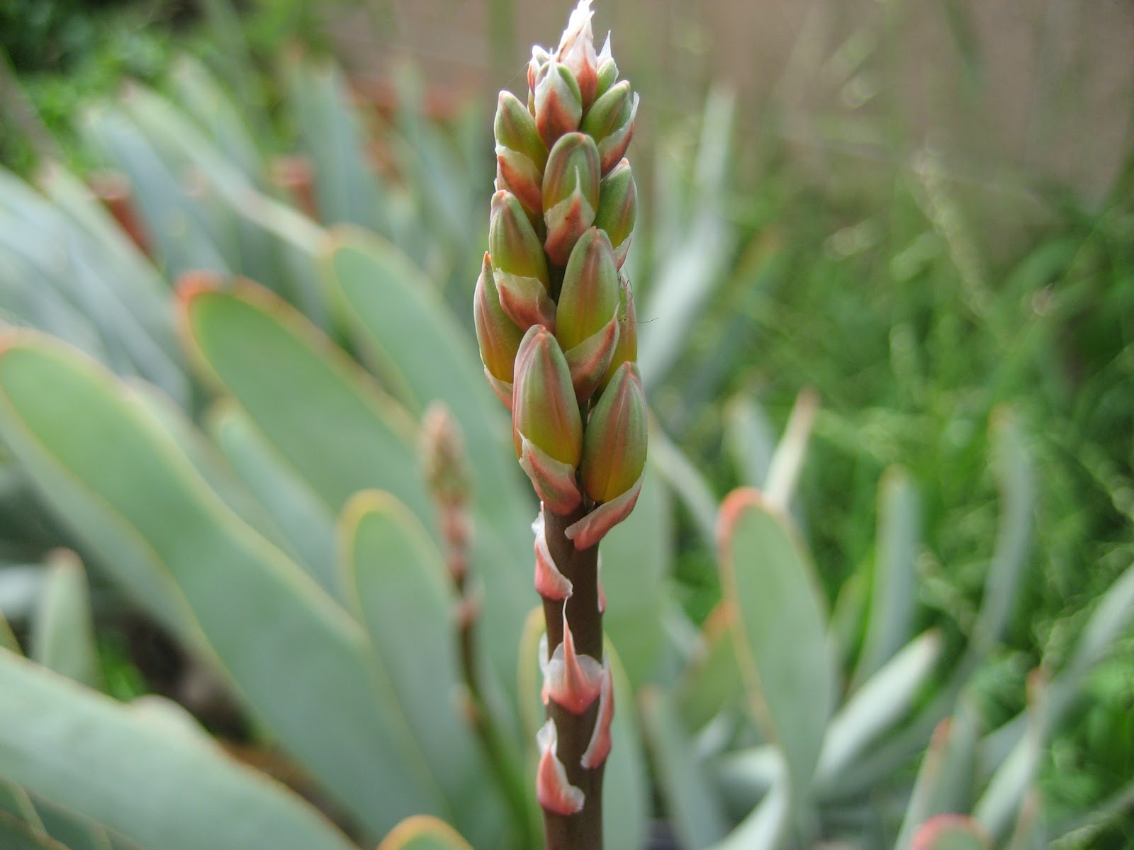 PlantWerkz: Fan Aloe - Aloe Plicatilis