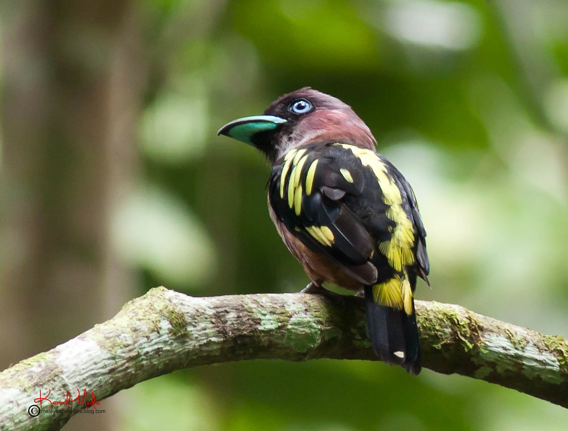 SOUTH EAST ASIA BIRDS - Malaysia birds paradise: Banded Broadbill ...
