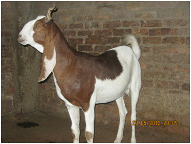 Pateri Goat