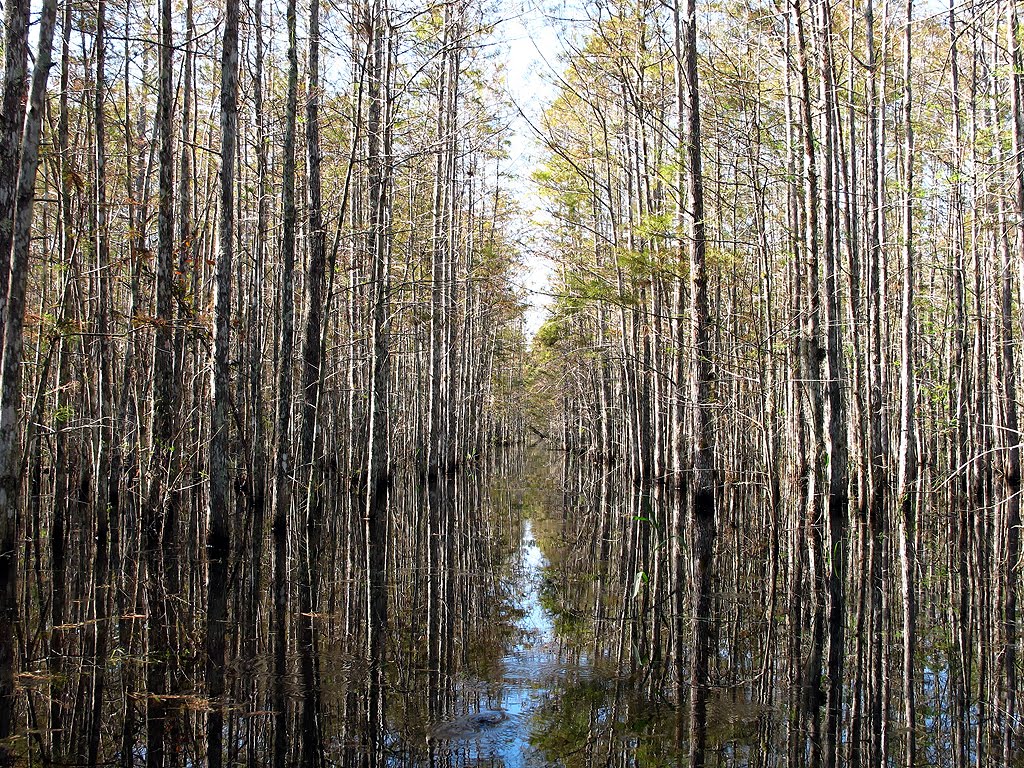 Florida Hikes and Other Outdoor Information : Three Forks Marsh ...