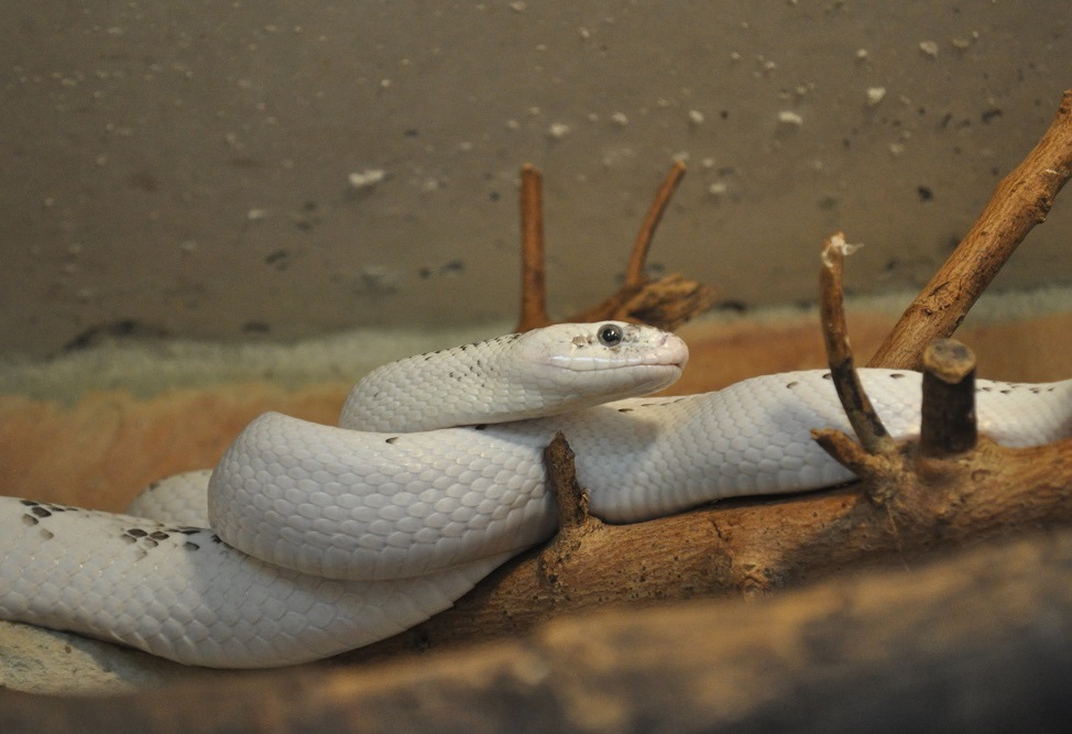 ZOOTOGRAFIANDO (6.100 ANIMALS): SERPIENTE RATONERA DE TEXAS / COMMON ...