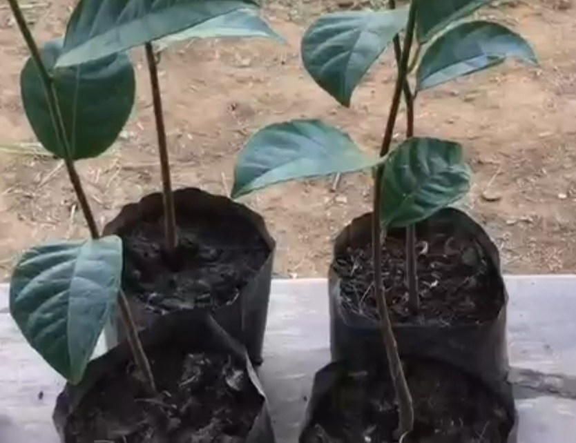 Cara SAMBUNG/Grafting Tanaman Secara Mudah - Tips dan Trick