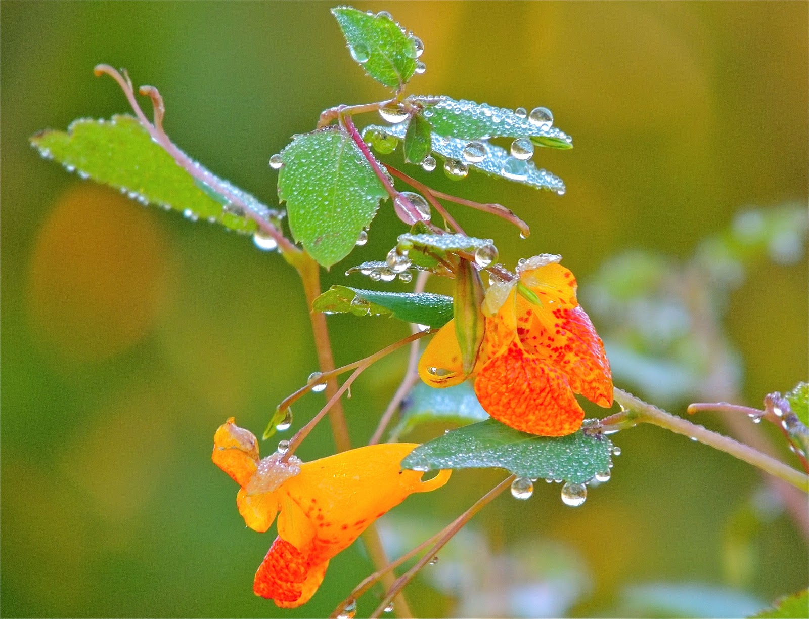 Gale's Photo and Birding Blog: Jewelweed