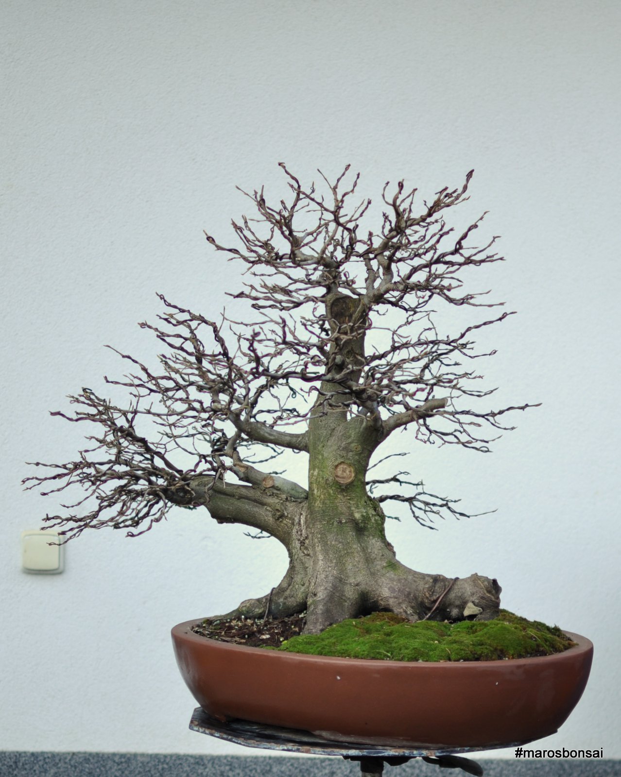 Bonsai Monkey Puzzle Tree : Just Given This Pine Bonsai And New To The ...