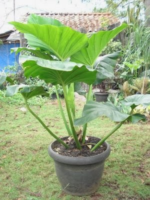 Pohon philo dendrum | pilo dendrum | philodendrum | pilo bendrum | pilo ...