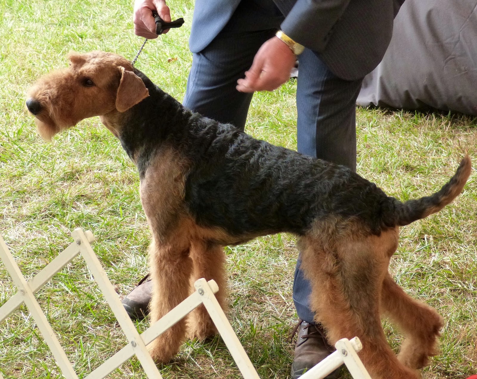 Ray's Retirement: Airedales at the Montgomery County Kennel Club ...
