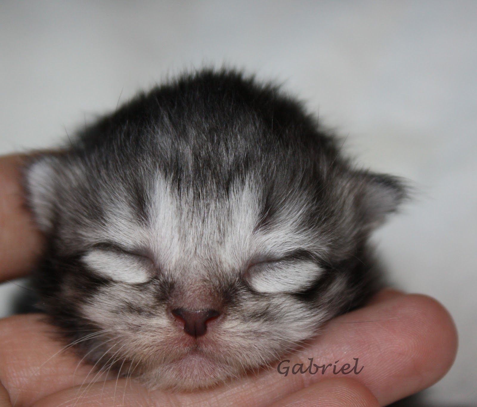 Midnightstar Siberians: Kittens - 1 week old
