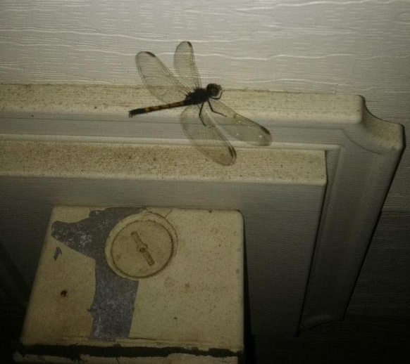 Memories to Cherish: Dragonfly Angel