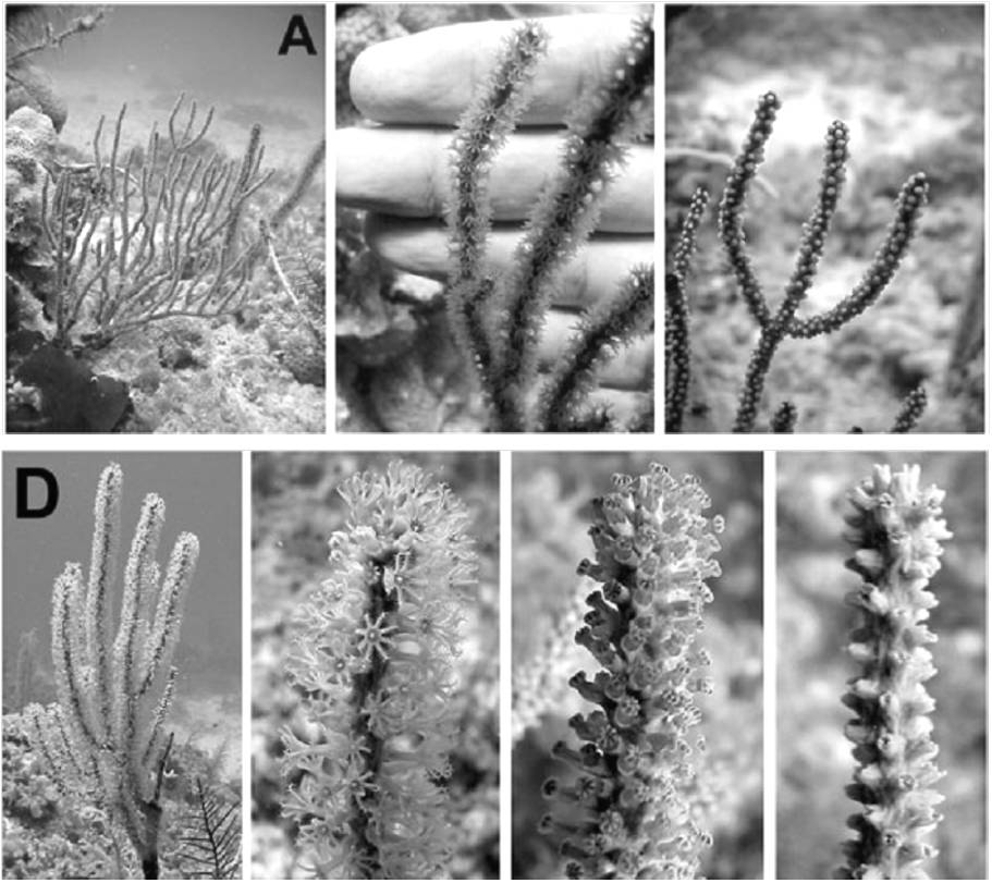 Hidrofilia: Reconhecendo o grupo Gorgônia