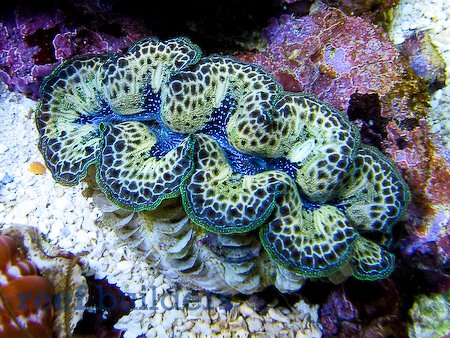Giant Clam | Wildlife | The Wildlife