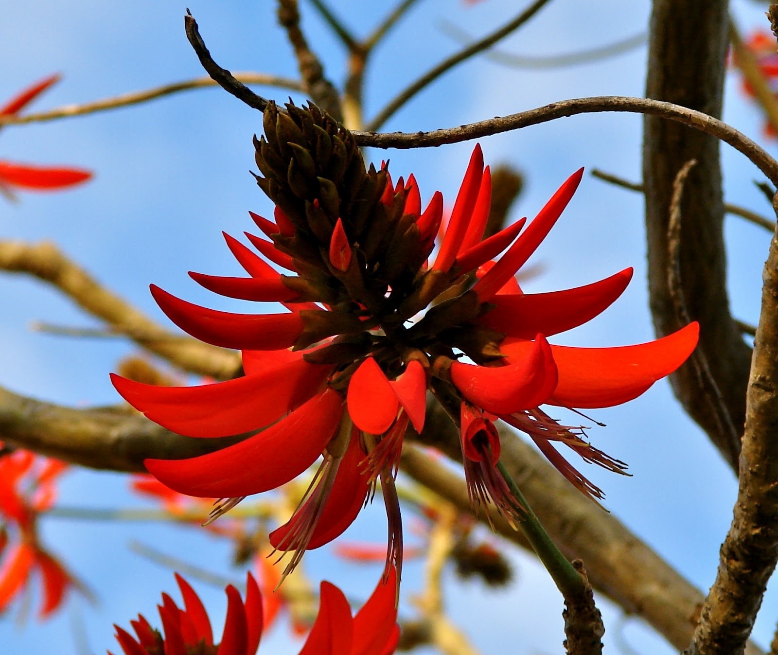 Shade Hopping: Flame Trees on a Winter Afternoon