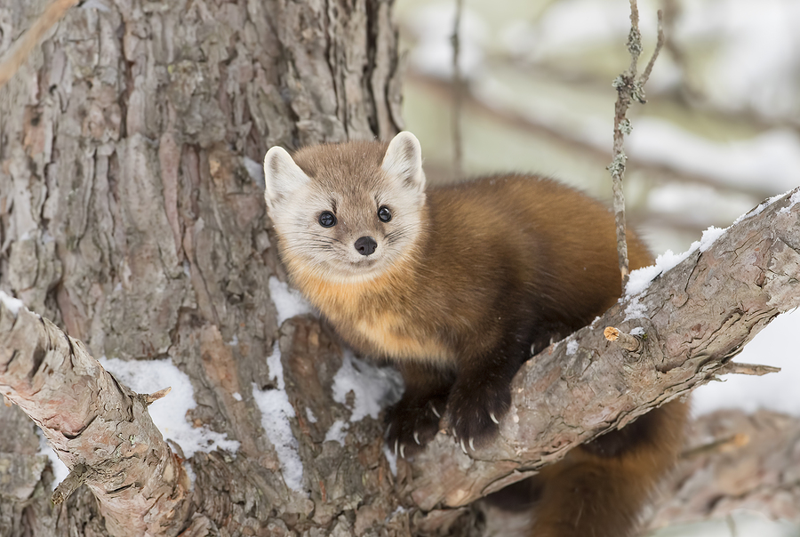 Alaska Bush Life, Off-Road, Off-Grid: 2018