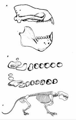 Escenarios prehistóricos: Stylinodon