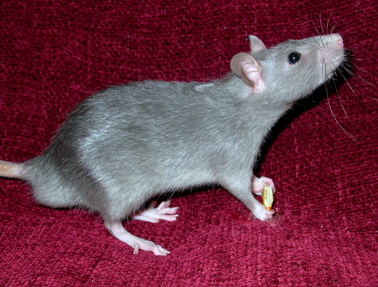 Basic Rat Genetics - A Beginners Tutorial: Rat Basic Color Genetics