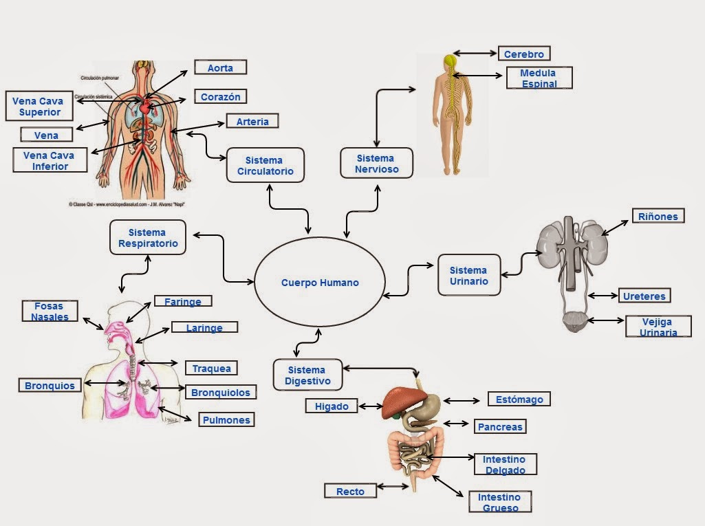 22 Mapa Conceptual Del Cuerpo Humano Y Sus Partes Para Ninos The Images