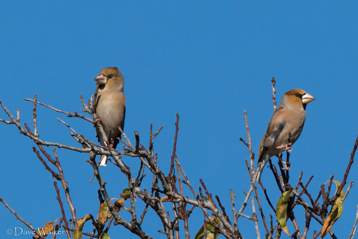 Cyprus Birds and Nature: 2018