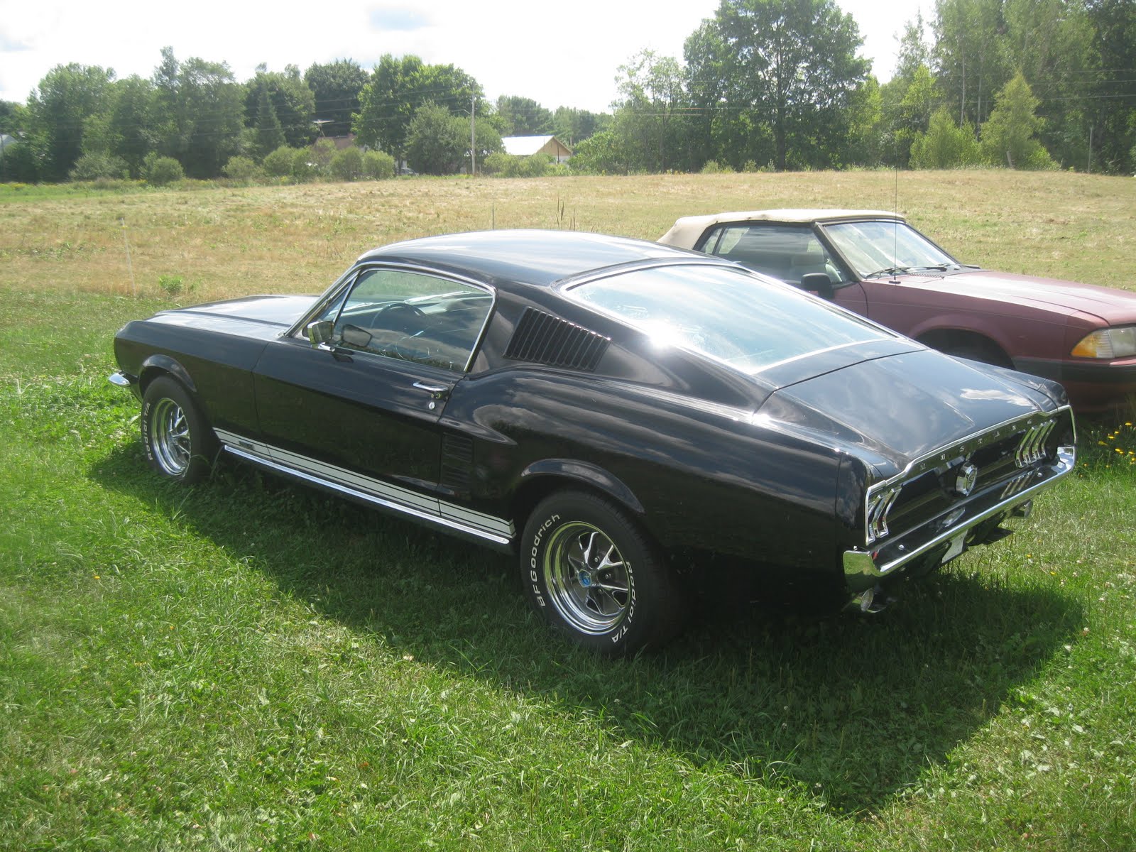 . Central Maine Mustang