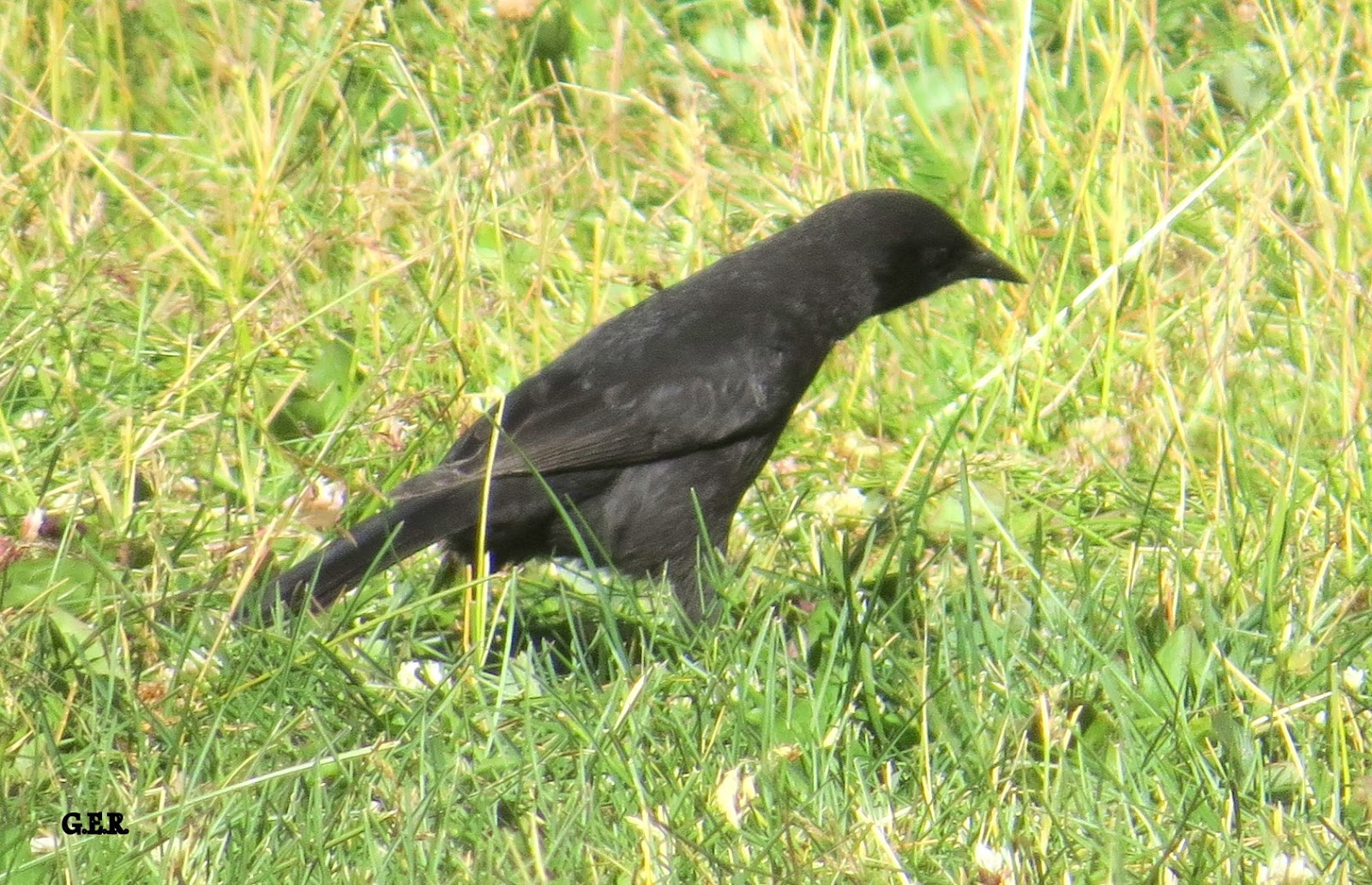 Aves del Golfo San Jorge: Tordo patagónico (Curaeus curaeus)