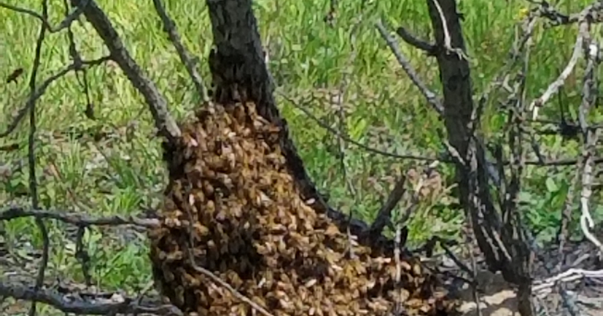 Chicken Scratch Poultry: Setting Up A Hive From A Captured Swarm