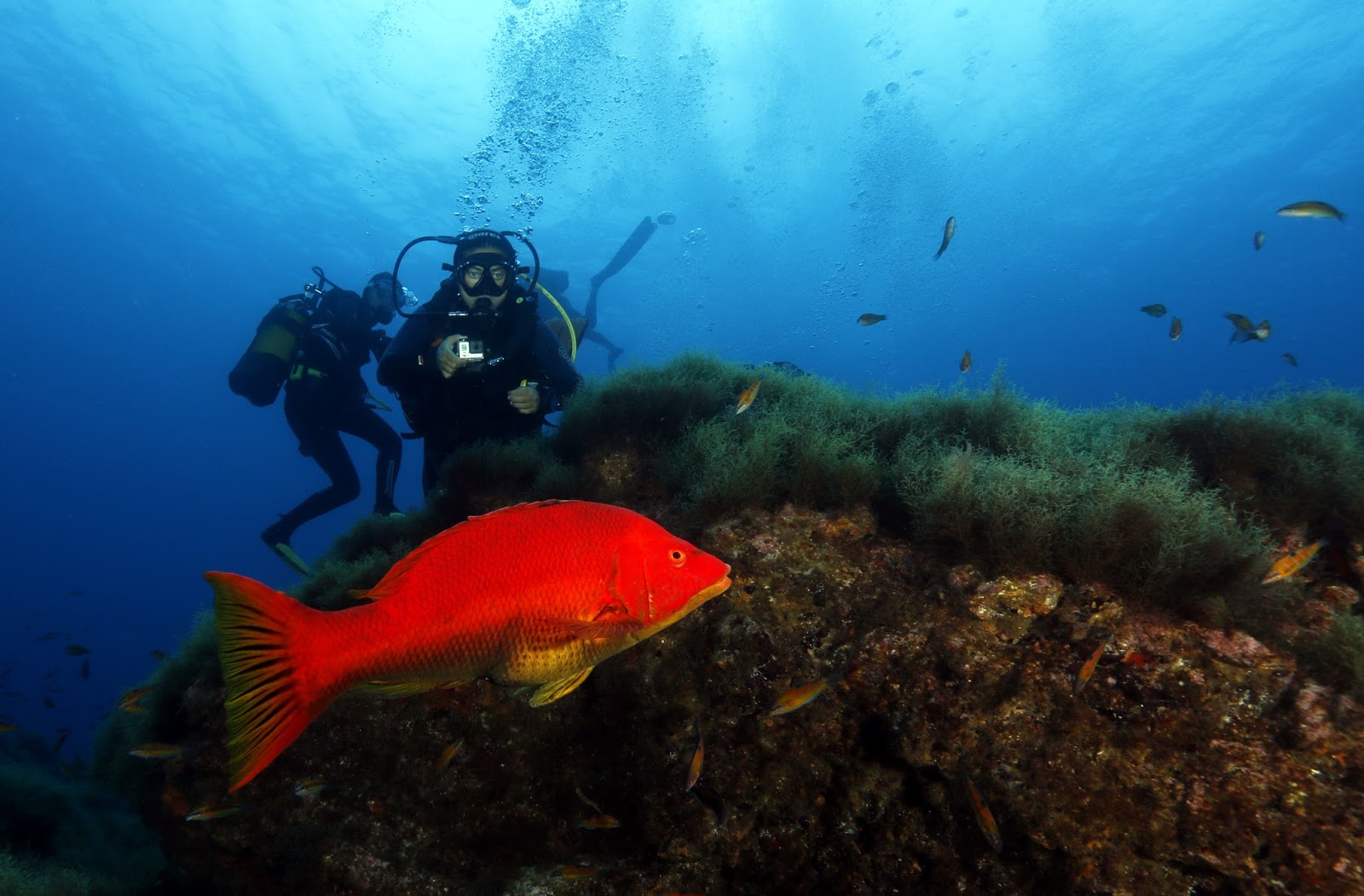 Best Spot Azores PADI 5* Dive Center: Dive Ponta Delgada Buceo Azores ...