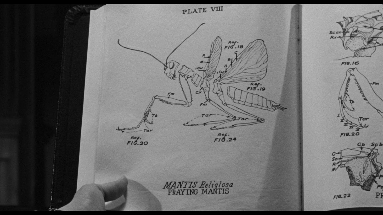 MCBASTARD'S MAUSOLEUM: THE DEADLY MANTIS (1957) (Scream Factory Blu-ray ...