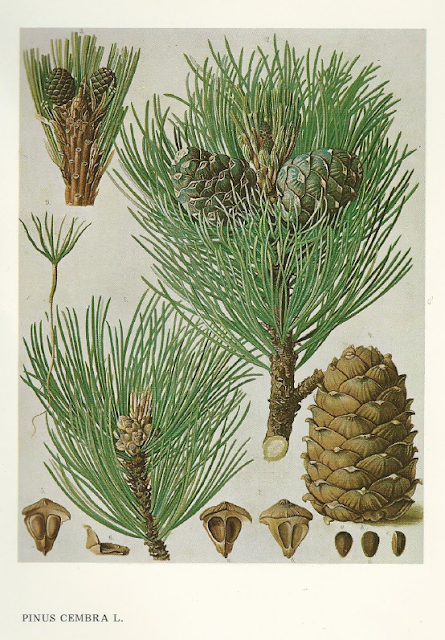 Eulenblick: Zirbelkiefer