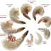 Prawn Sizing | Cooking corner